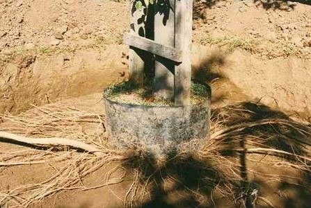 Tree Root Guide - Paroi Guide Racine (Panneaux Guide Racines - TRG ...